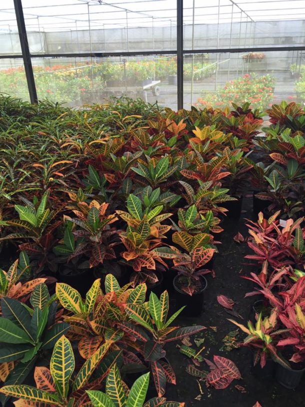 Brisbane's best wholesale plant nurseries [LIST] - Advance Plants