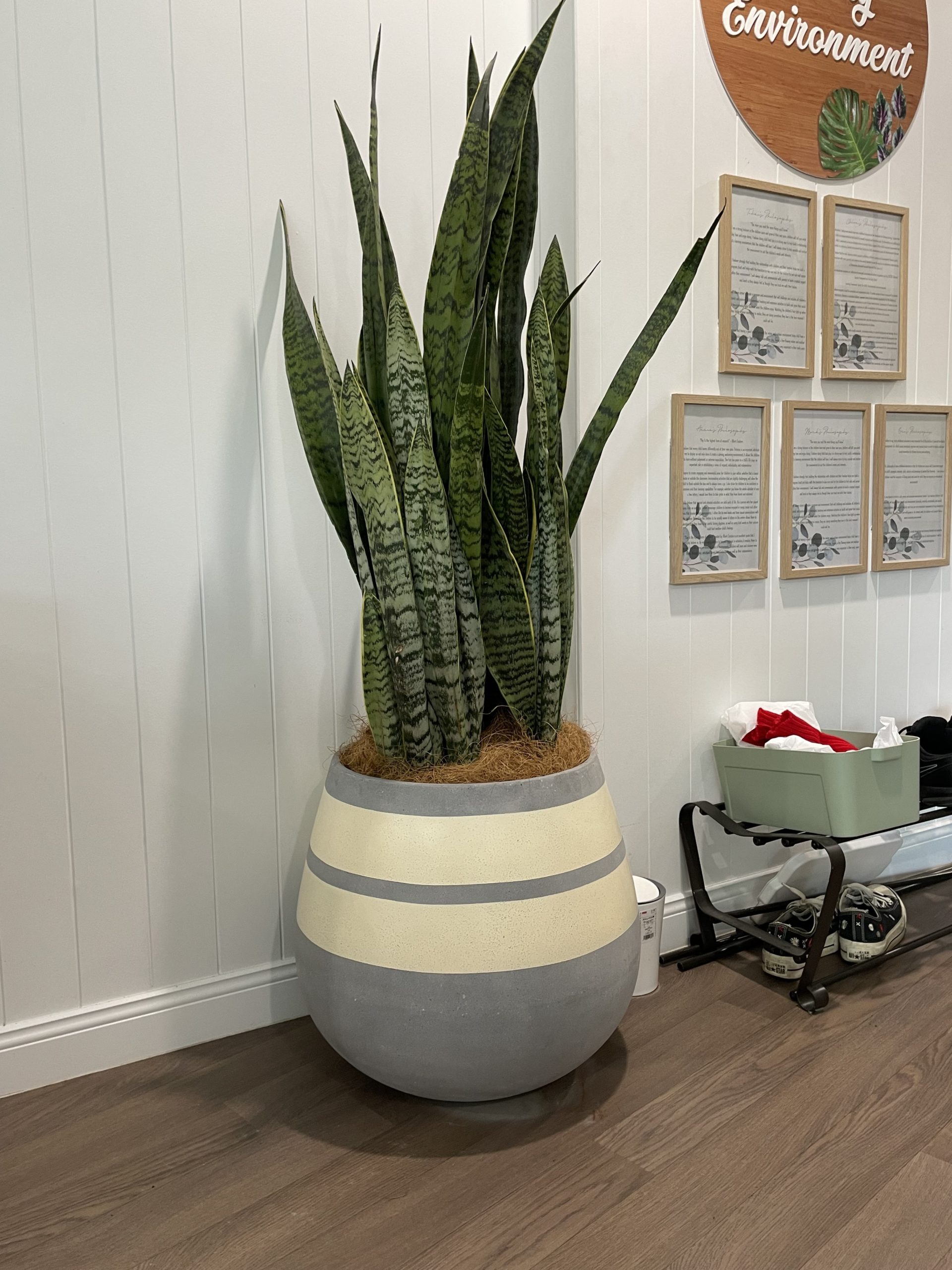 5 Non-toxic indoor plants for childcare centres [UPDATED 2025 ...