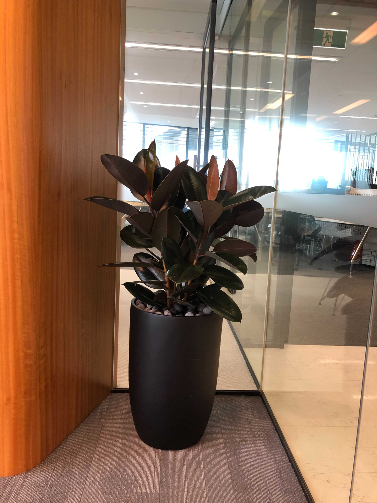 Case study: GRT Lawyers office plant hire | Advance Plants