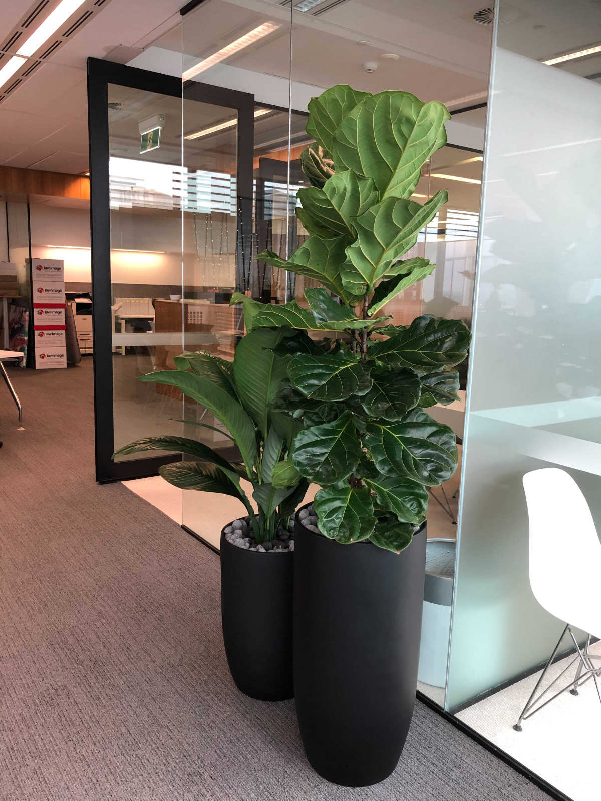 Case study: GRT Lawyers office plant hire - Advance Plants