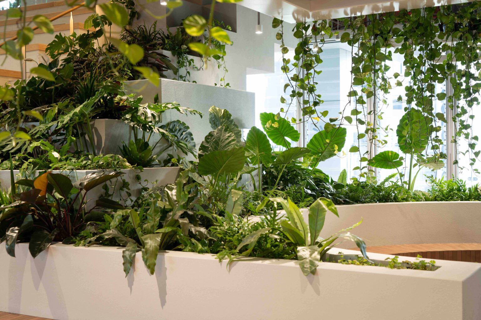 Case study: Australian native office plant hire | Advance Plants