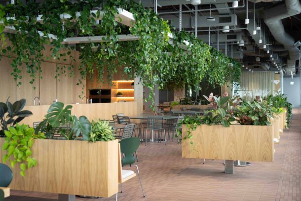 Case study: Australian native office plant hire | Advance Plants