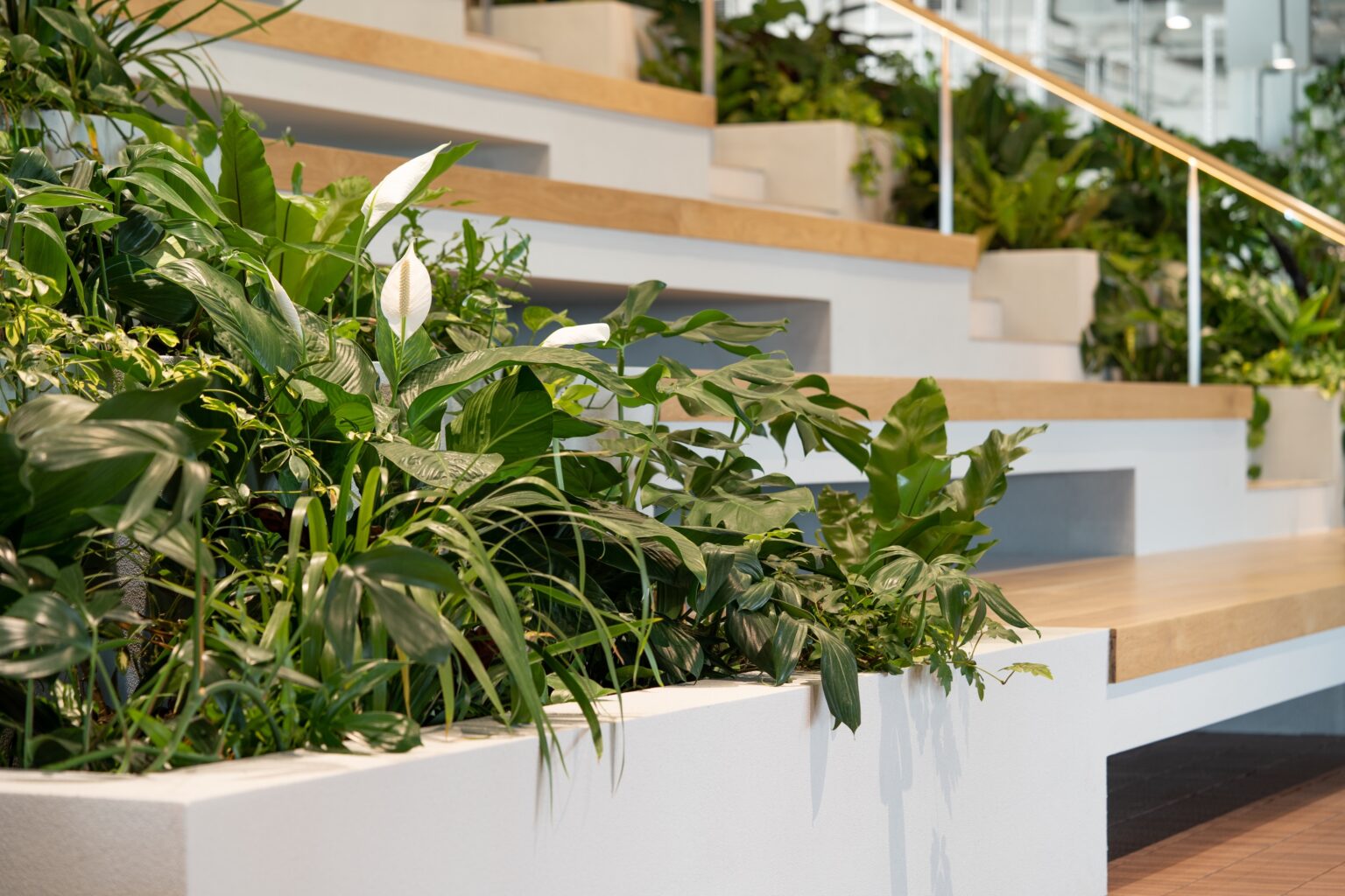 Case study: Australian native office plant hire - Advance Plants