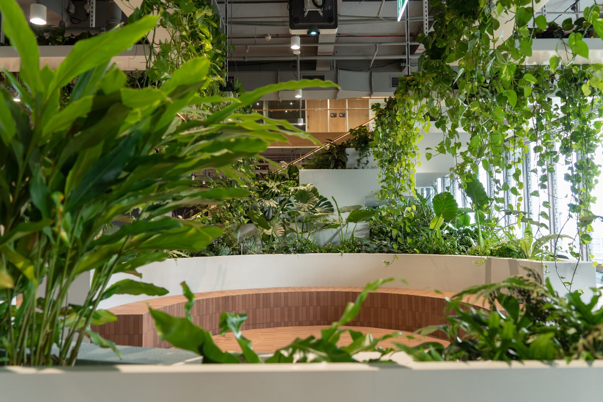 Case study: Australian native office plant hire - Advance Plants